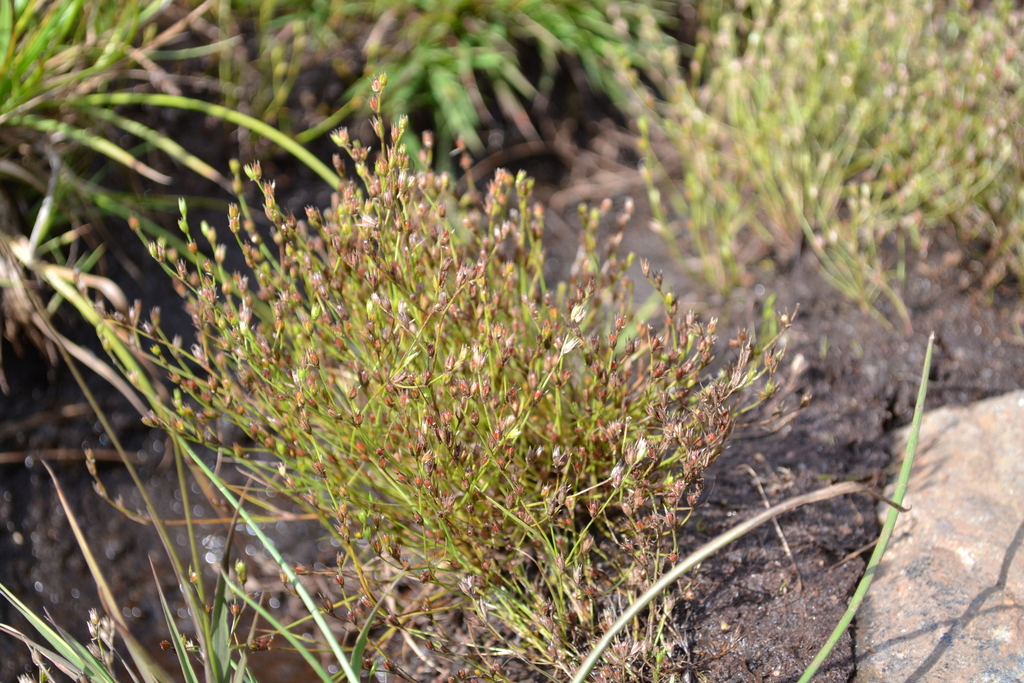 Toad Rush (Plants of Devil's Gulch, Samuel P. Taylor State Park ...