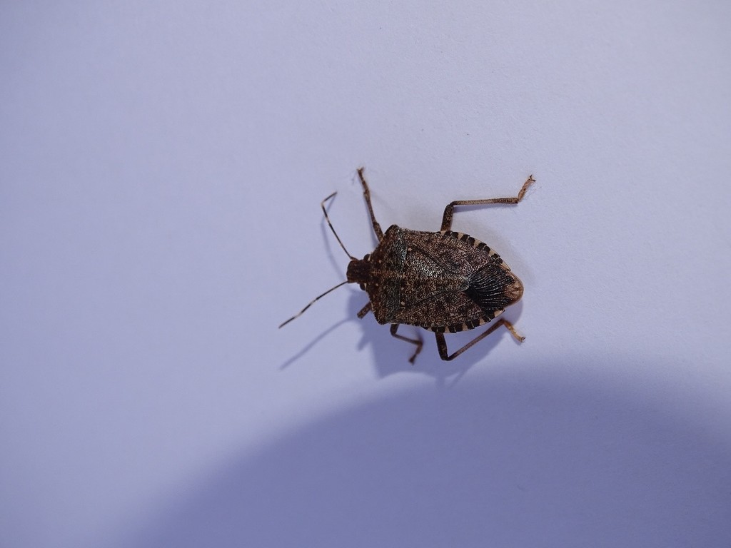 Brown Marmorated Stink Bug from Coimbra, Portugal on September 28, 2020 ...