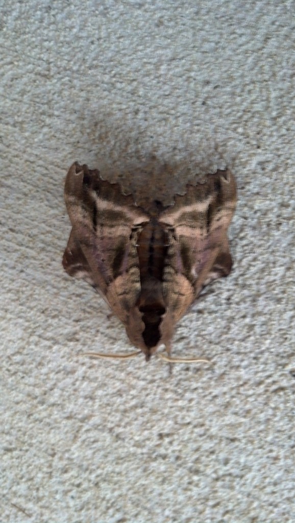 Blinded Sphinx from Summit County, US-OH, US on July 22, 2014 at 08:01 ...