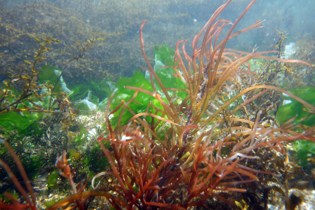 succulent seaweed (Fungi and Lichen, Mosses, Liverworts, Red Algae ...