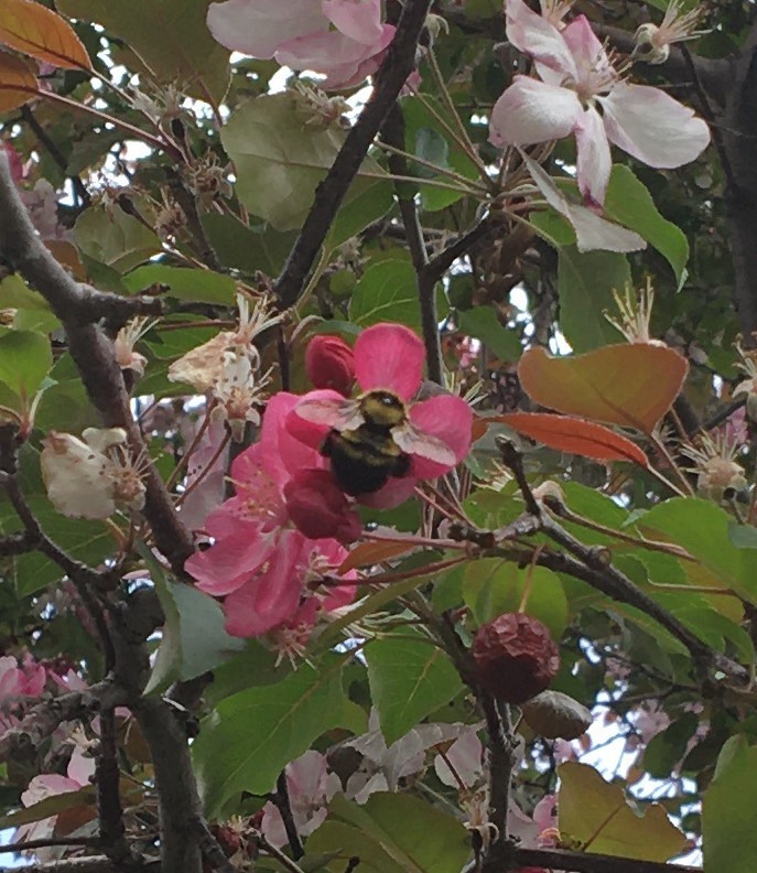 Red-belted Bumble Bee from Douglasdale, Calgary, AB T2Z, Canada on June ...