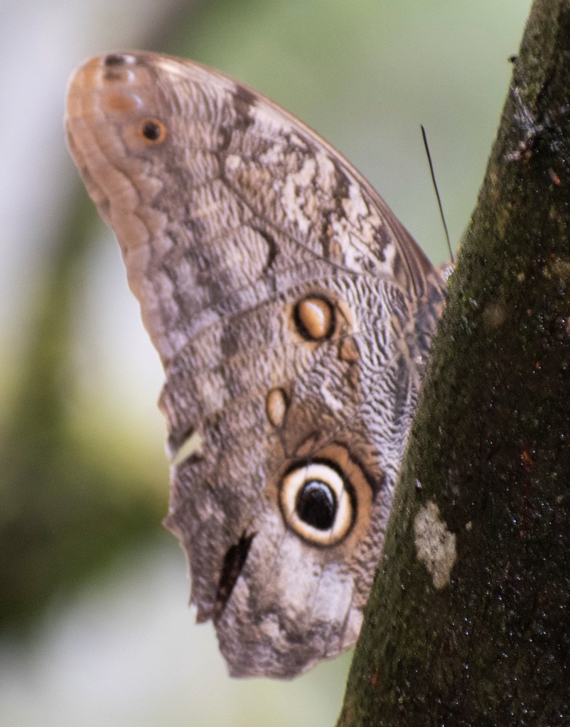 Dark Owl-Butterfly from Dagua, Valle del Cauca, Colombia on October 11 ...