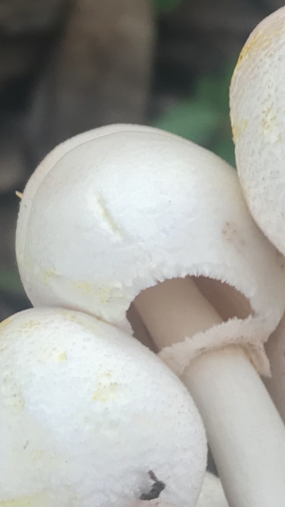 Basidiomycete Fungi from Louisiana State University, Baton Rouge, LA ...