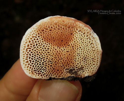 Daedalea aethalodes (Hongos de Yopal) · iNaturalist