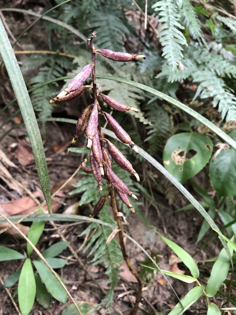 Aphyllorchis montana in October 2020 by JODY HSIEH · iNaturalist
