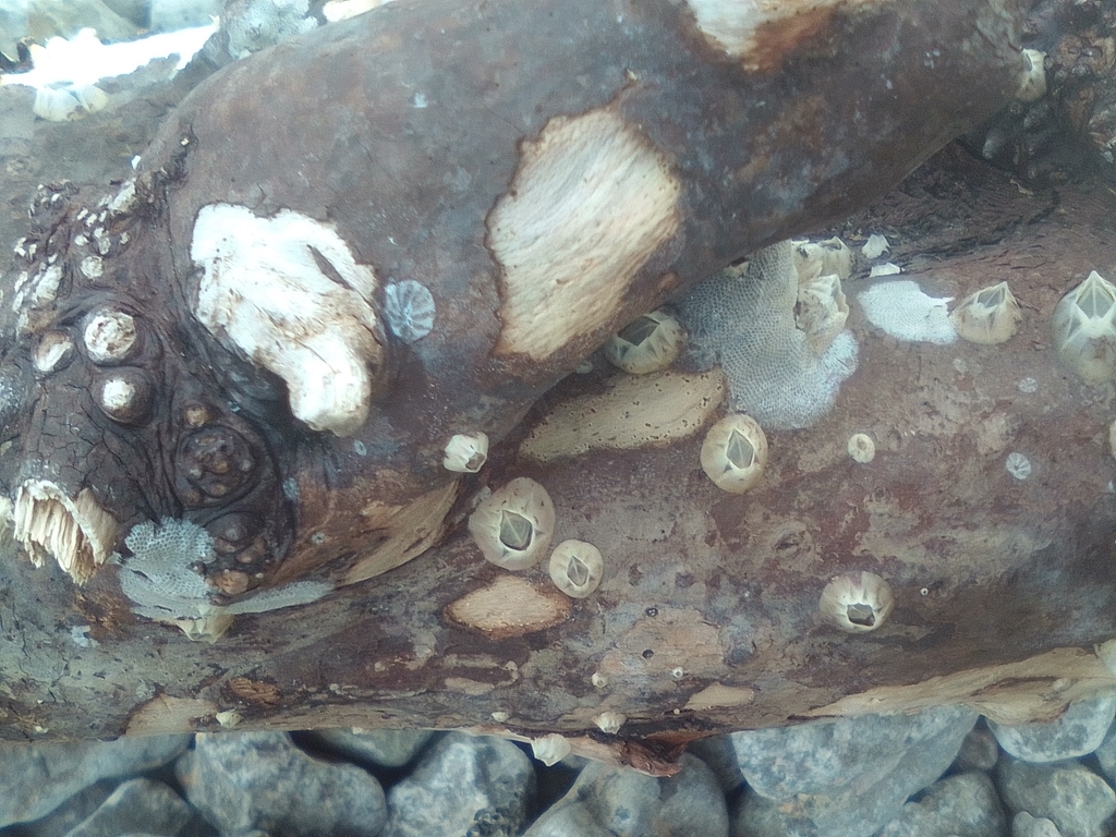 Bay Barnacle from mys alchak on October 14, 2020 at 04:13 PM by Михаил ...