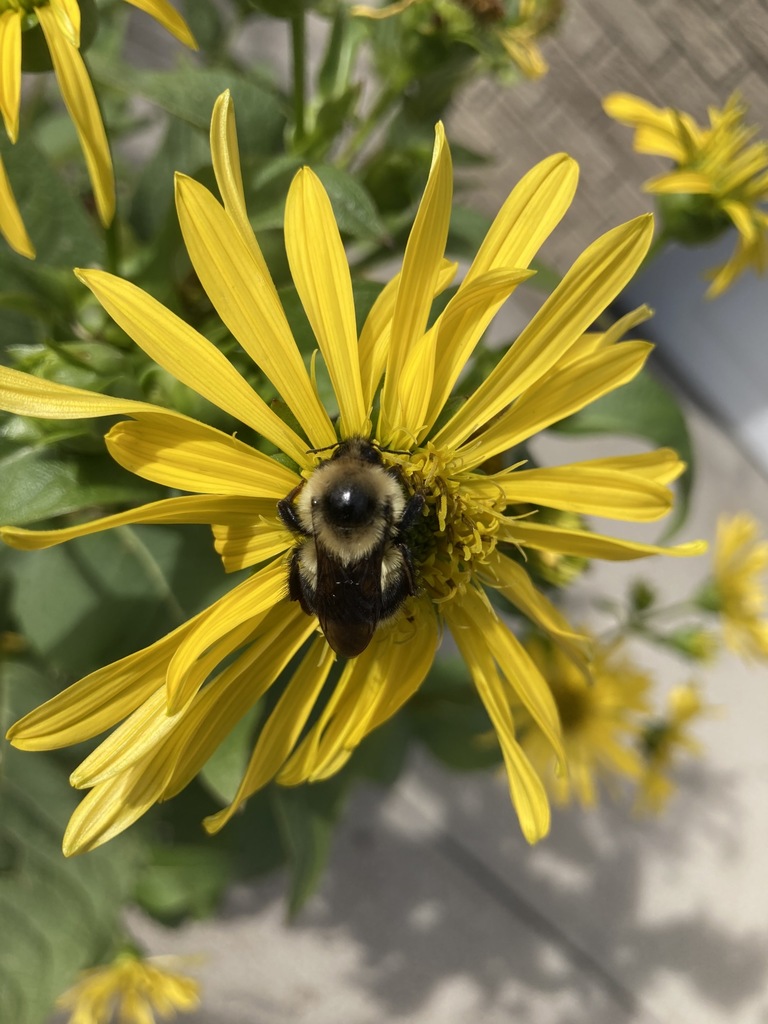 Red-belted Bumble Bee from Douglasdale, Calgary, AB T2Z, Canada on ...