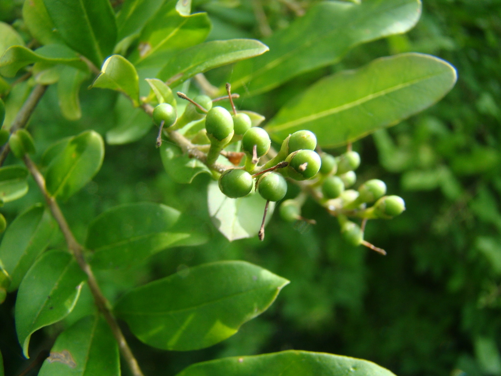 Common Privet (Woody Plants of Floracliff Nature Sanctuary) · iNaturalist