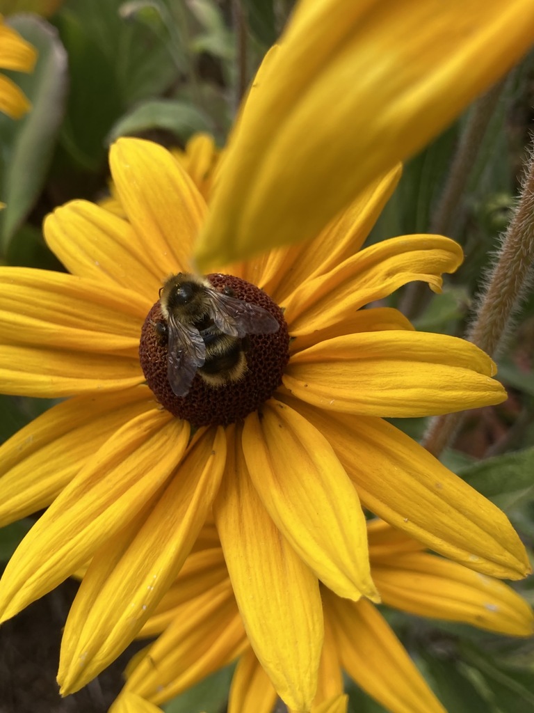 Red-belted Bumble Bee from Douglasdale, Calgary, AB T2Z, Canada on ...