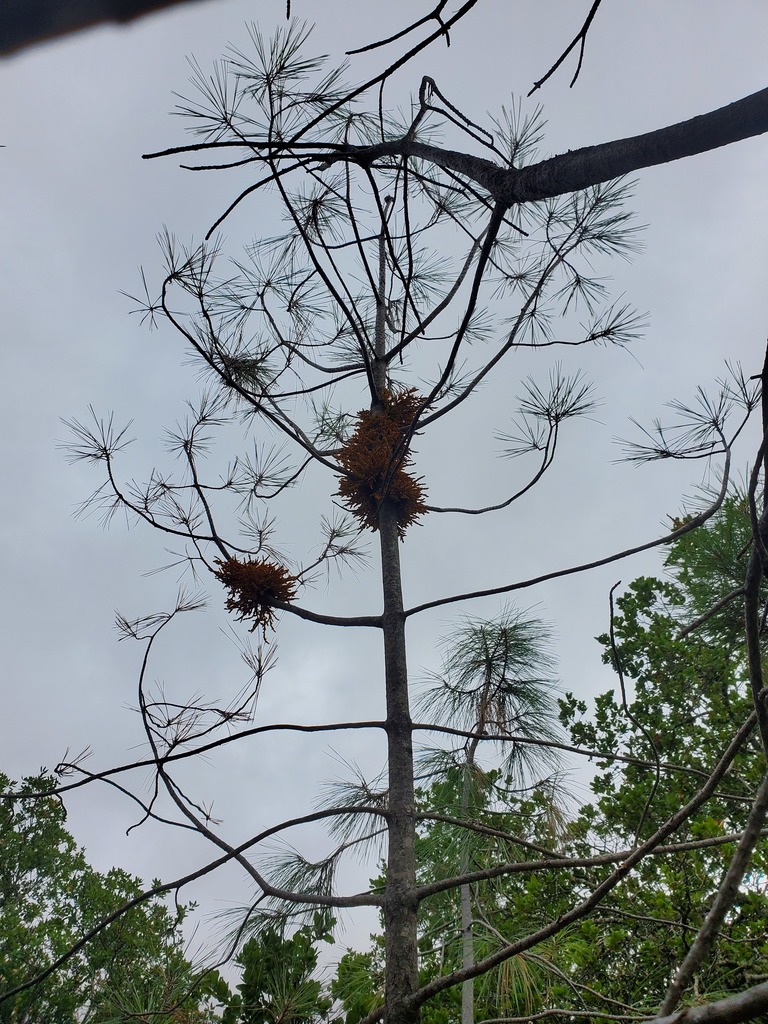 Western Dwarf-Mistletoe from Alamo, CA, USA on October 10, 2020 at 04: ...