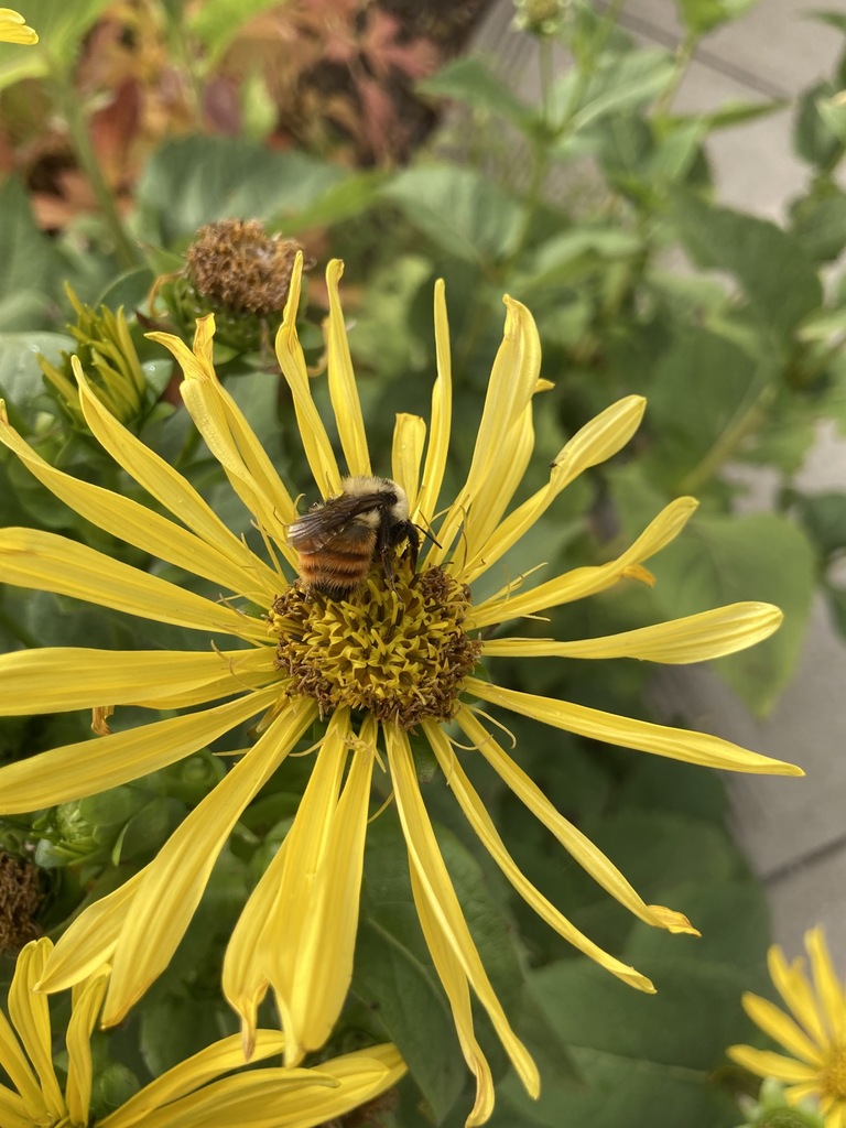 Red-belted Bumble Bee from Douglasdale, Calgary, AB T2Z, Canada on ...