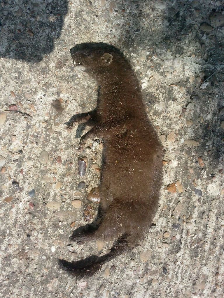 American Mink in July 2014 by dallasbiologist. Roadkill about 50 yards ...