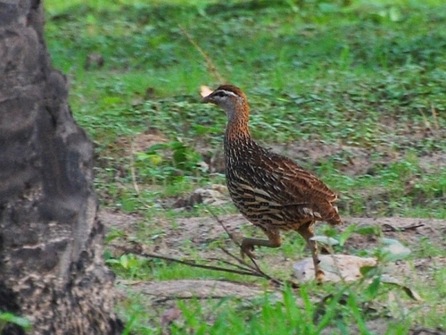Double-spurred Francolin (Birds of the WAP complex) · iNaturalist