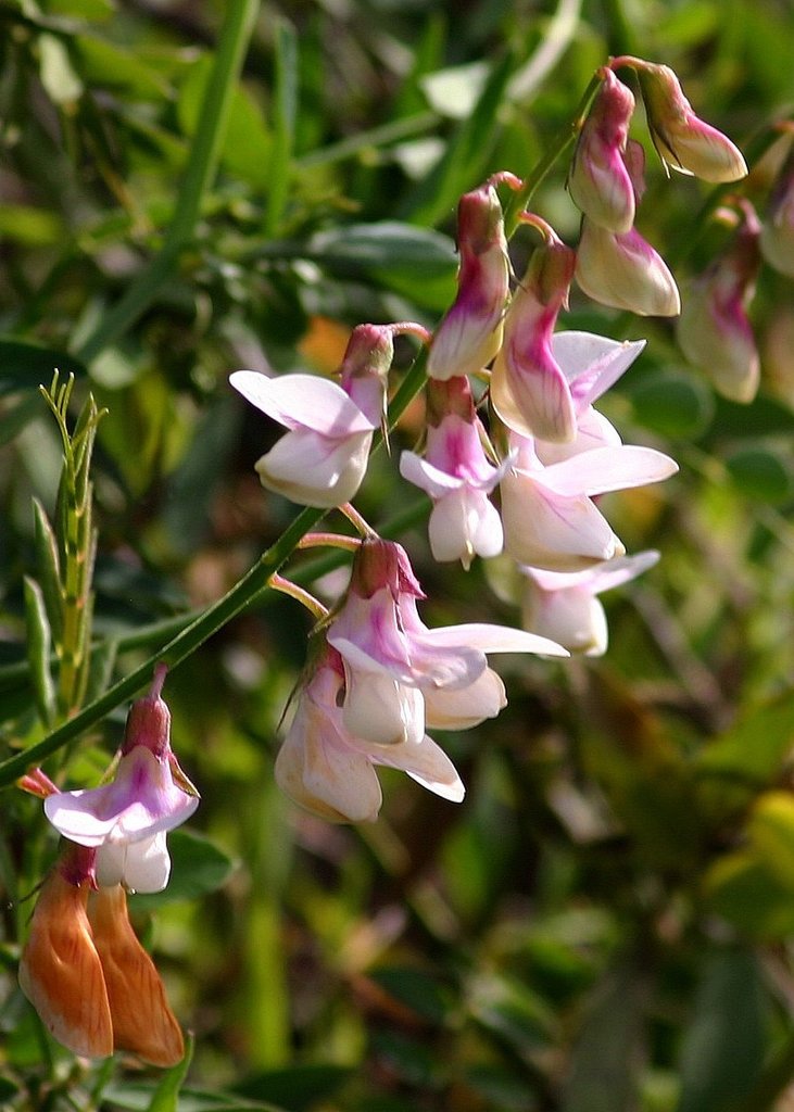 Pacific pea (Lathyrus vestitus) - Botanical Realm