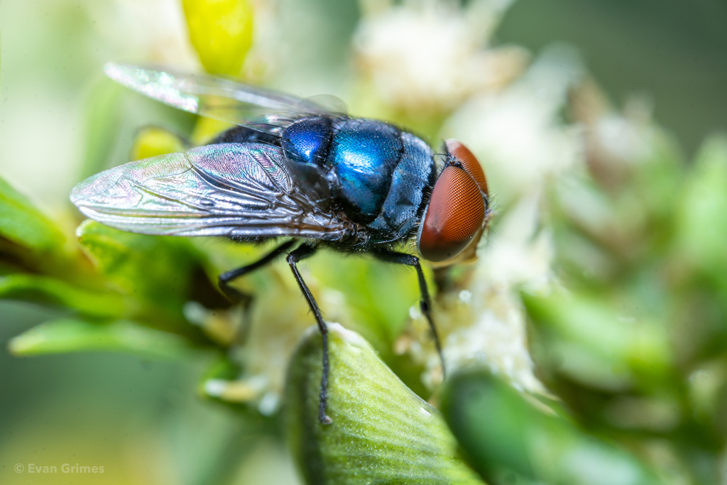 Oriental Latrine Fly in October 2020 by evangrimes · iNaturalist