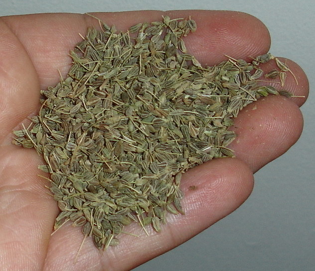 Anise (Pimpinella anisum) - Botanical Realm