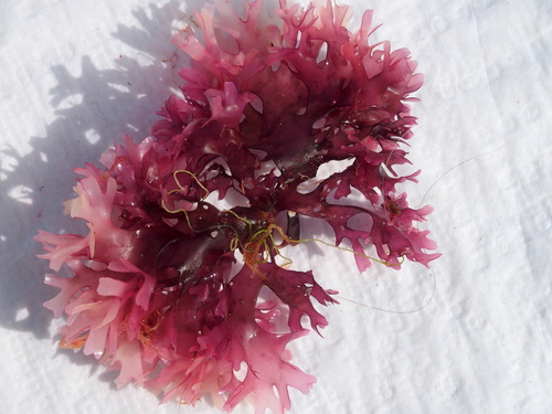 dasya family (Family Dasyaceae) · iNaturalist United Kingdom