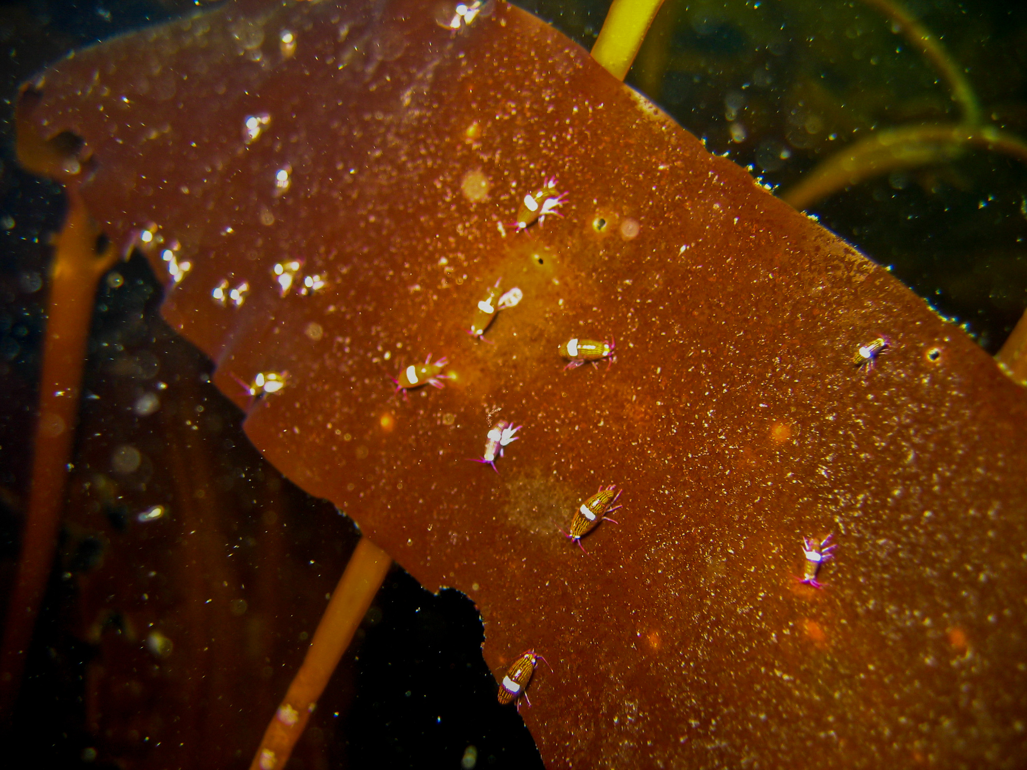 Chromopleustes oculatus (Holmes, 1908)