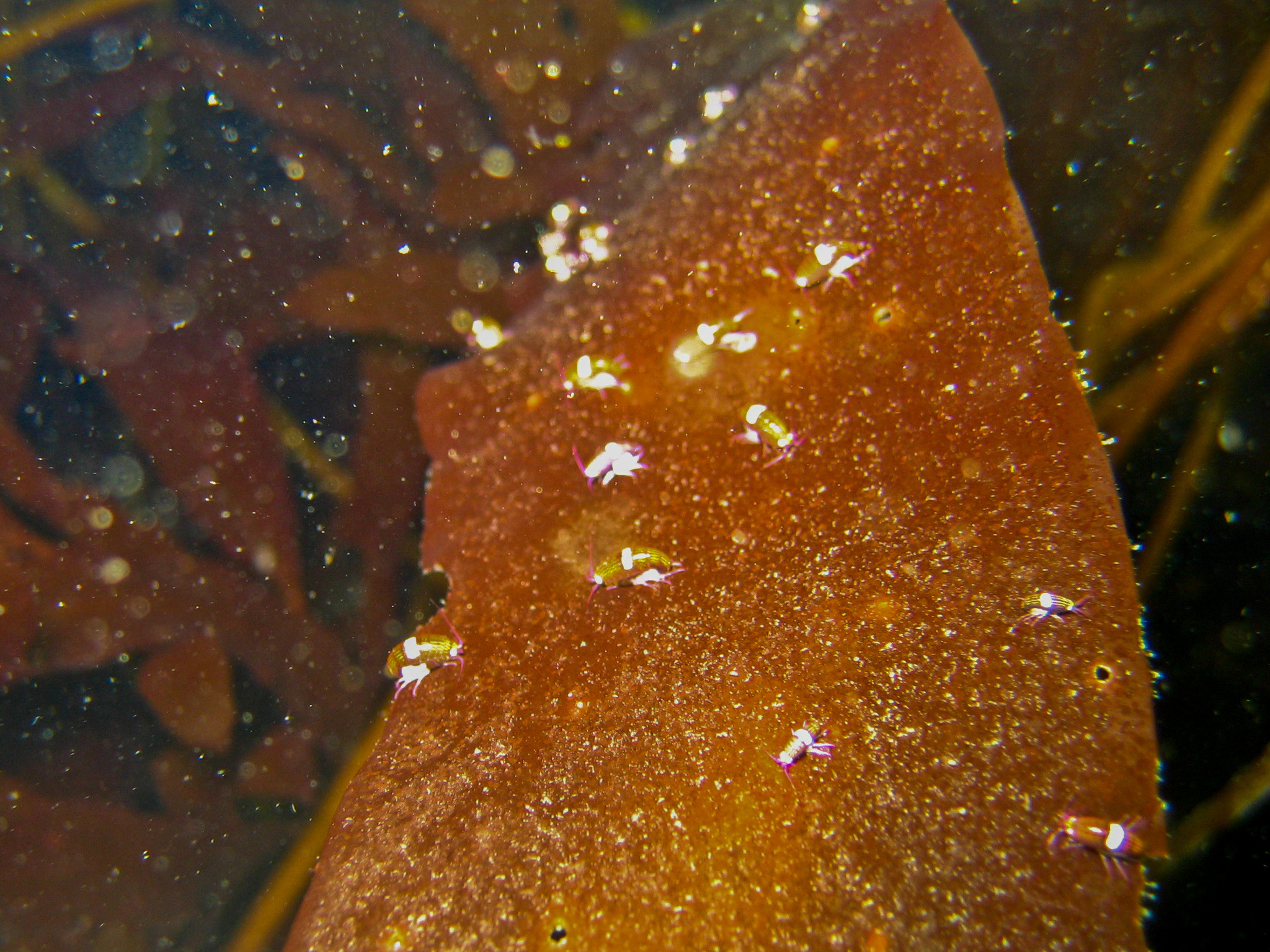 Chromopleustes oculatus (Holmes, 1908)