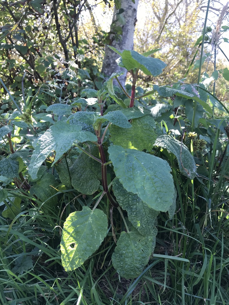 Coastal Hedge-nettle from Willow Camp Way, Stinson Beach, CA, US on ...