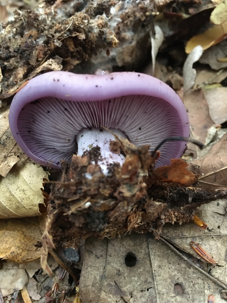 Blewit from Randolph St, Meadville, PA, US on October 14, 2020 at 04:43 ...