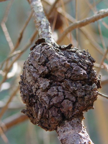 Agrobacteria (Genus Agrobacterium) · iNaturalist