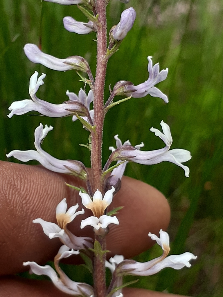 bellflower family (Campanulaceae) - Botanical Realm