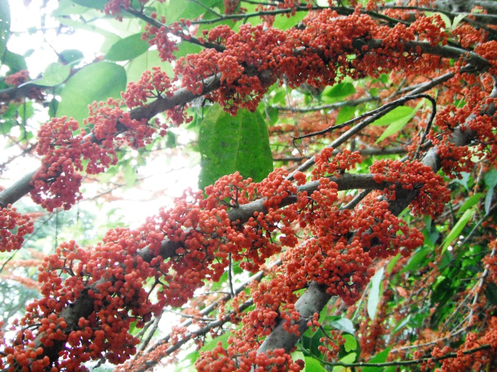 flameberry (Urera caracasana) - Botanical Realm