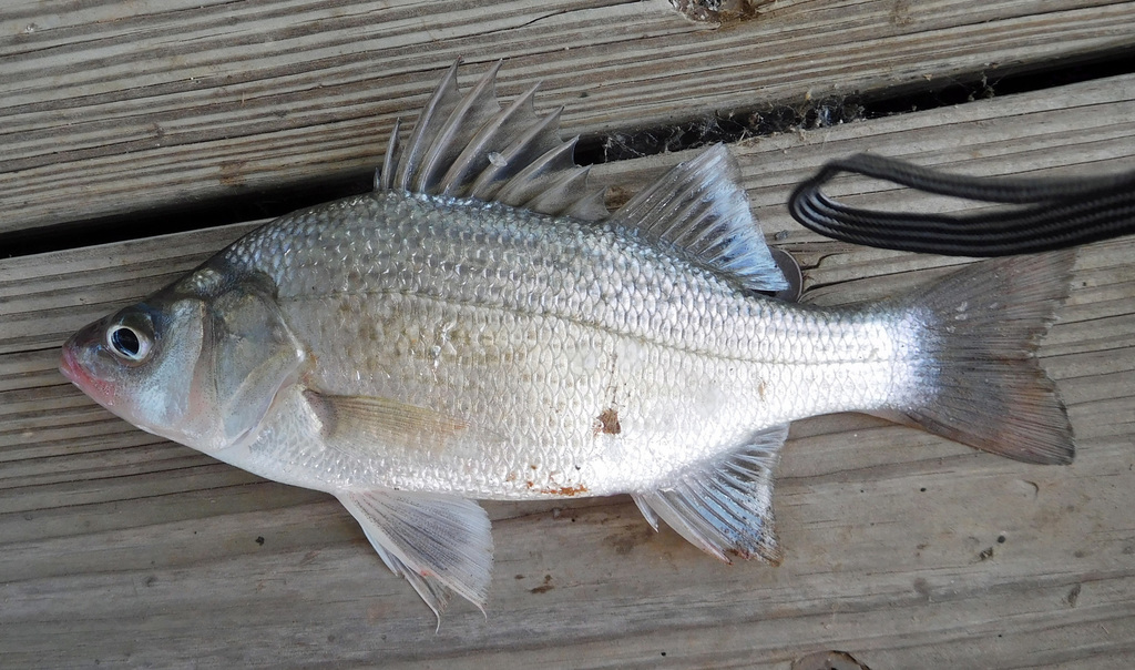 White Perch from Westport, OK, USA on 14 October, 2020 at 11:04 AM by ...