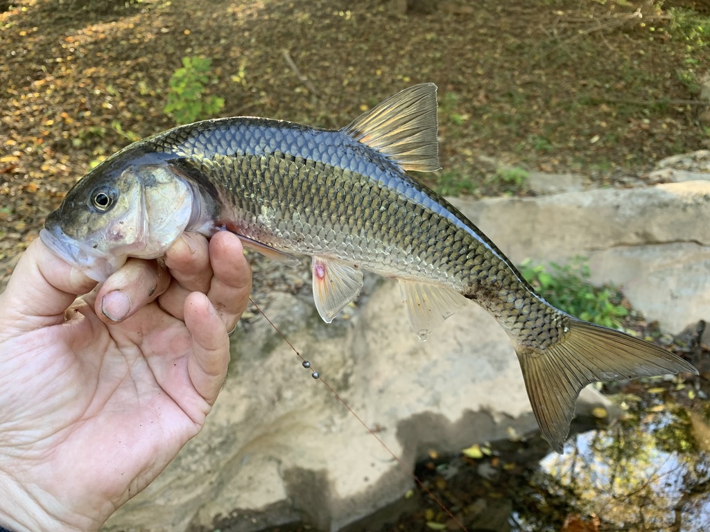 Fallfish from Rivermist Park, Frederick, MD, US on October 14, 2020 at ...