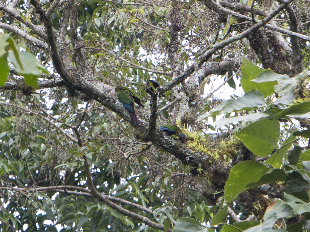Venezuelan Parakeet in October 2020 by Oswaldo Hernández · iNaturalist