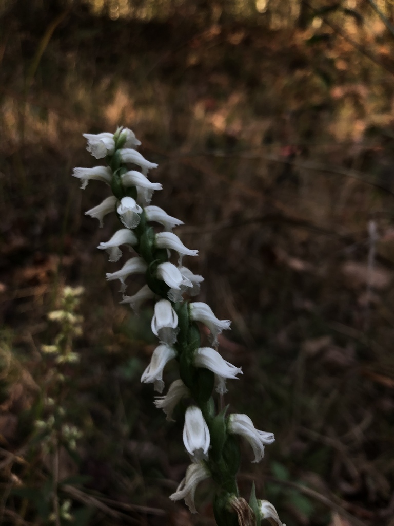 nodding ladies’ tresses from Sutton, WV, US on October 14, 2020 at 05: ...