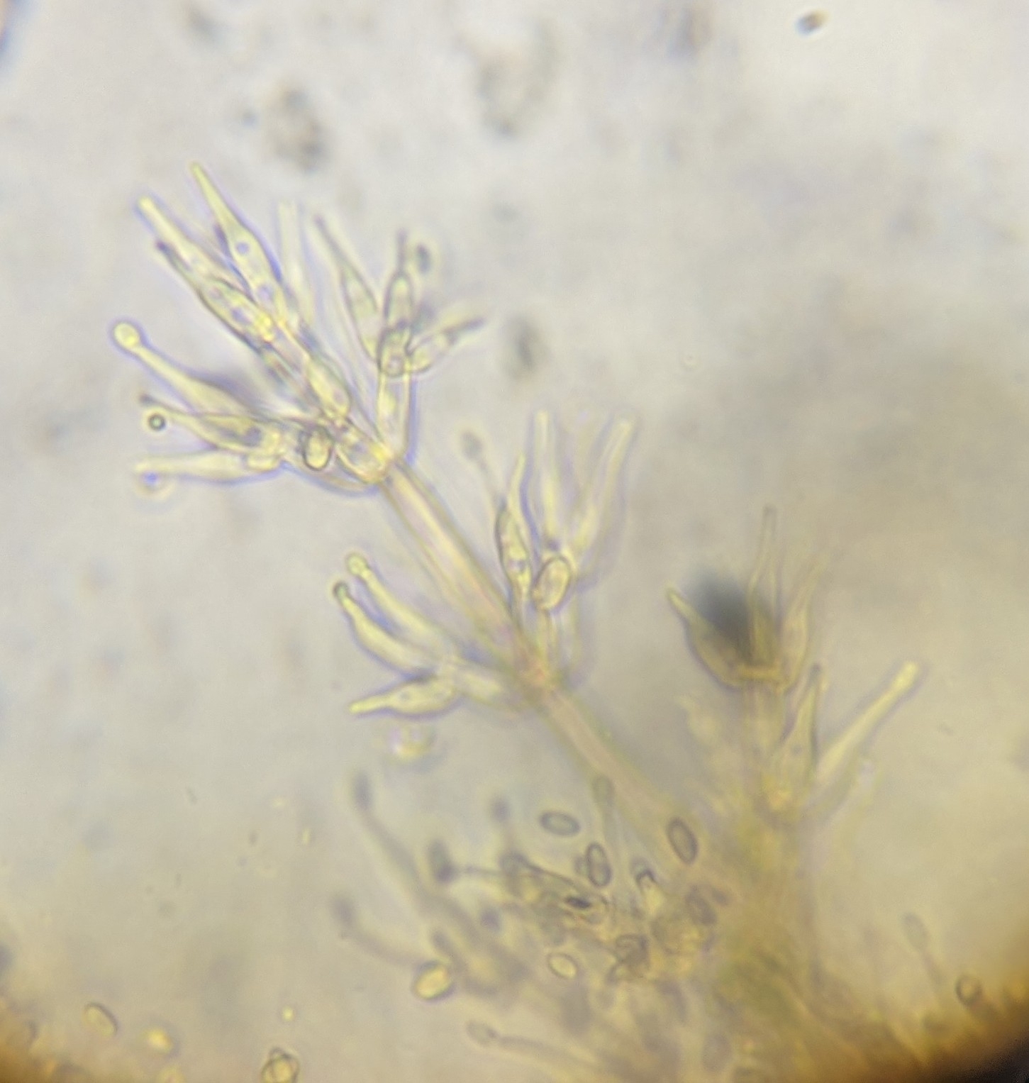 Acrostalagmus Corda, 1838