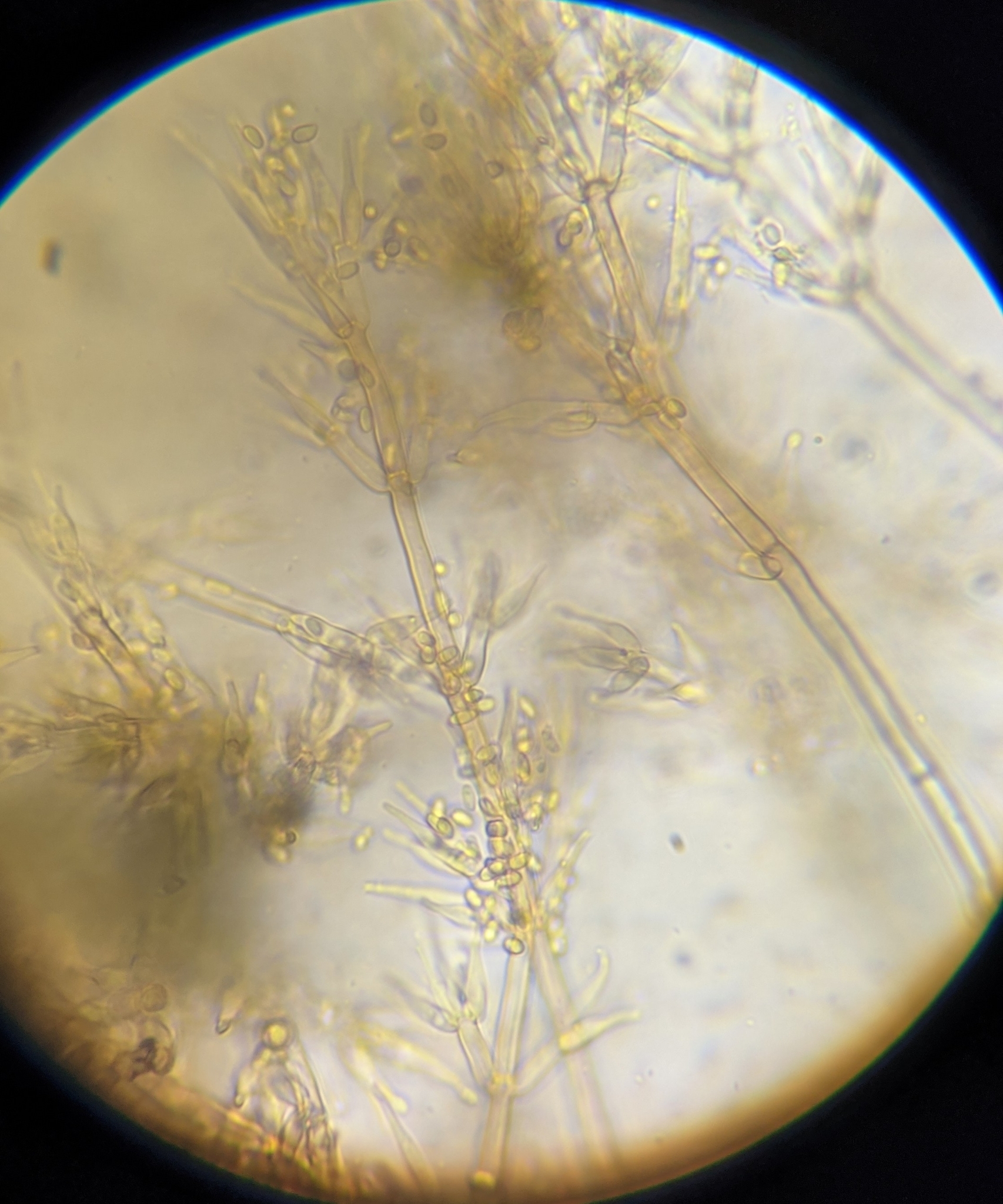 Acrostalagmus Corda, 1838