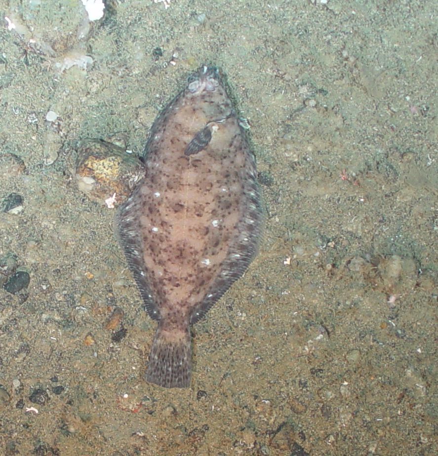 Pacific Dover Sole (NorthEast Pacific Deep Exploration Project (a MLNEP ...