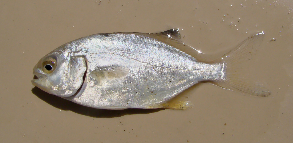 Jacks and pompanos (Marine Biodiversity in the Gulf of Thailand ...