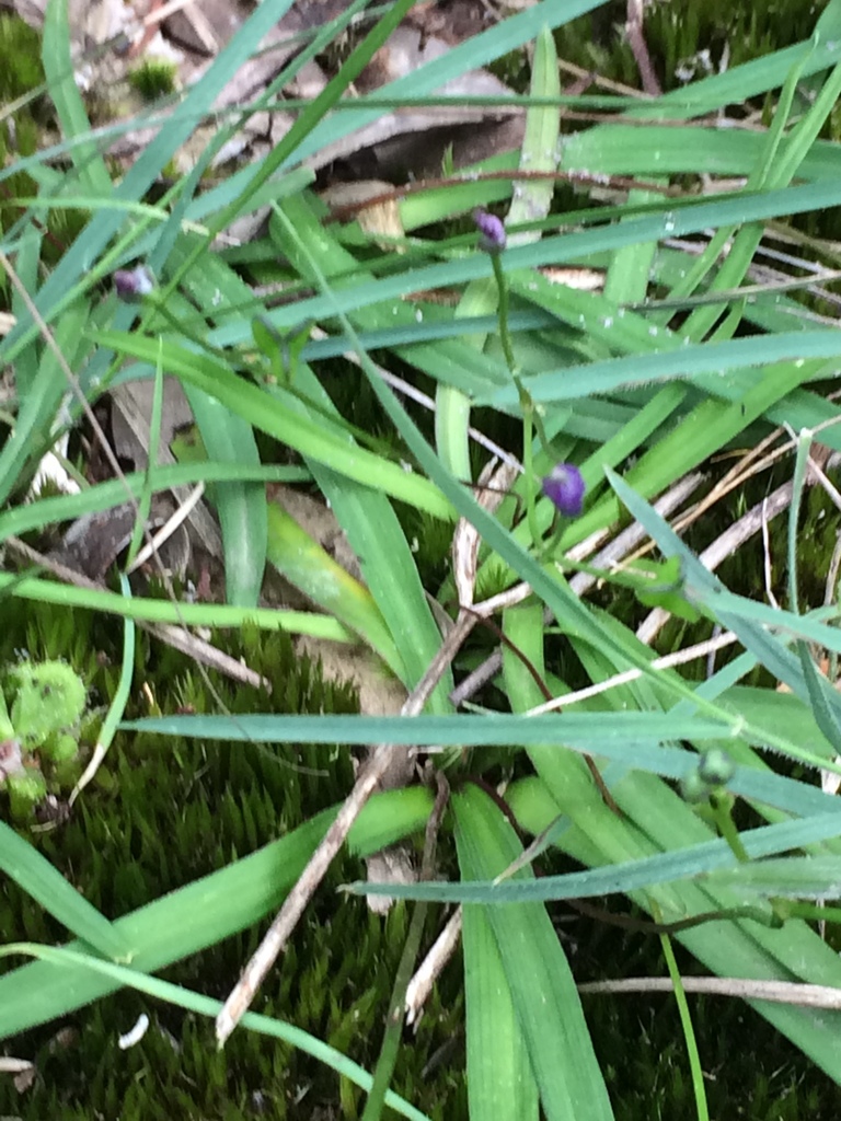 Blue Stars from Melbourne VIC, Australia on October 15, 2020 at 08:52 ...