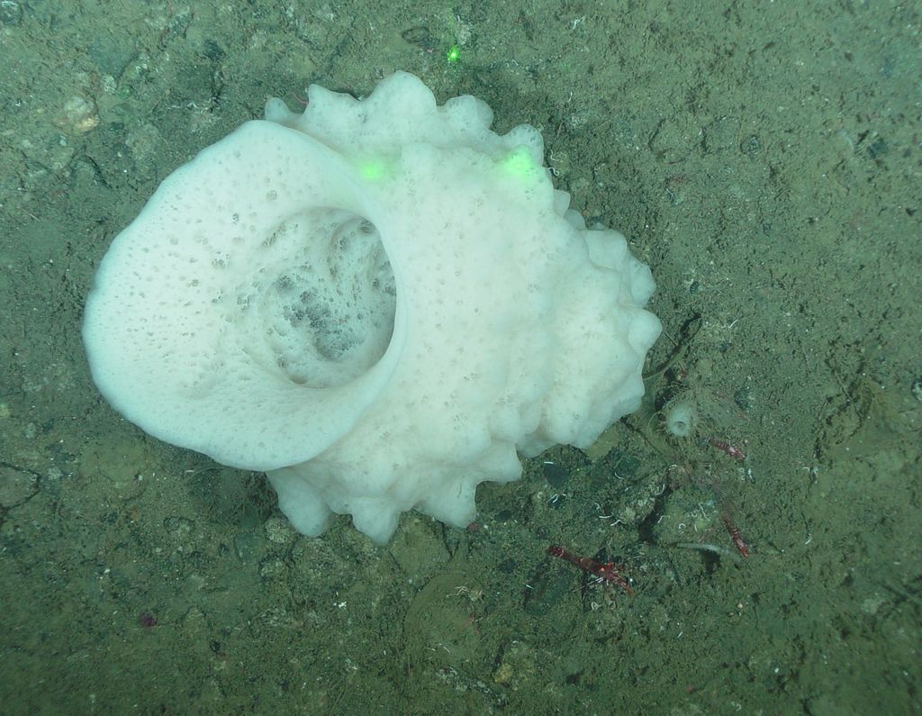 Acanthascus on July 3, 2008 at 11:39 AM by Jackson W.F. Chu. Genus ...