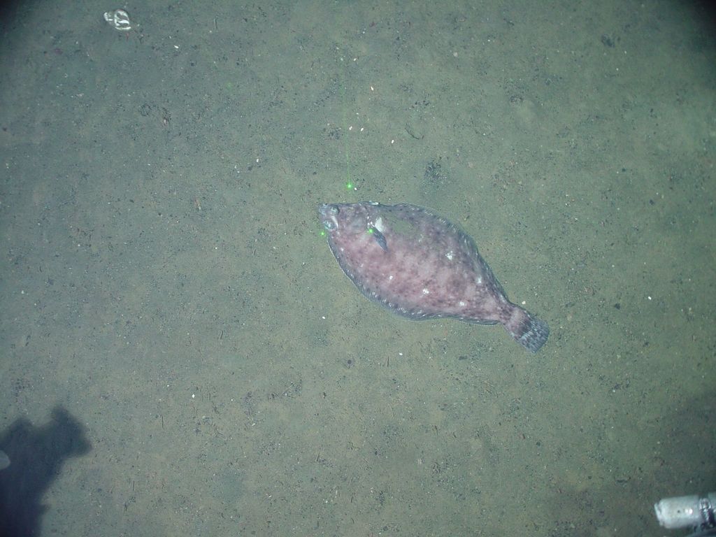 Pacific Dover Sole (NorthEast Pacific Deep Exploration Project (a MLNEP ...