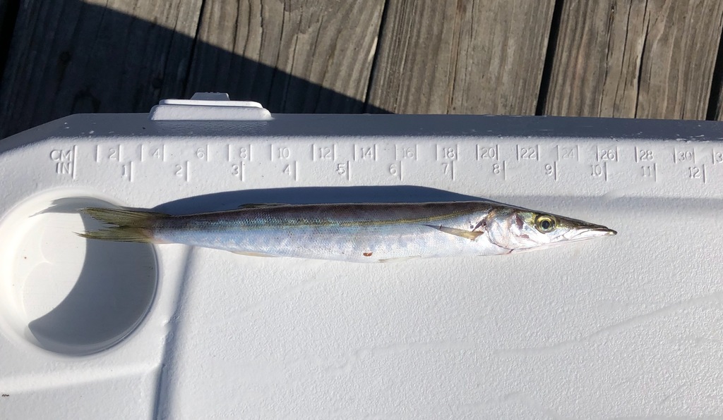 Northern Sennet from Aquinnah, MA, USA on October 14, 2020 at 02:36 PM ...
