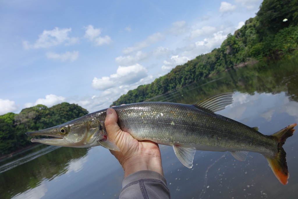 bicuda (Boulengerella cuvieri) - Marine Life Identification