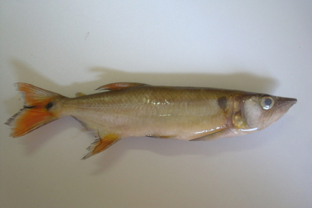 Cachorros (Acestrorhynchinae) - Marine Life Identification