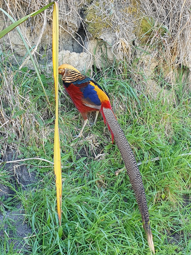 Golden Pheasant from Waitaki District, New Zealand on October 15, 2020 ...