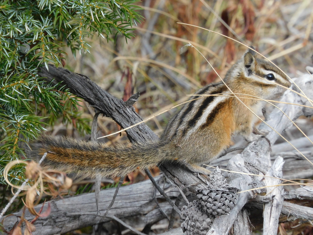 Yellow-pine Chipmunk (Neotamias amoenus) - Know Your Mammals