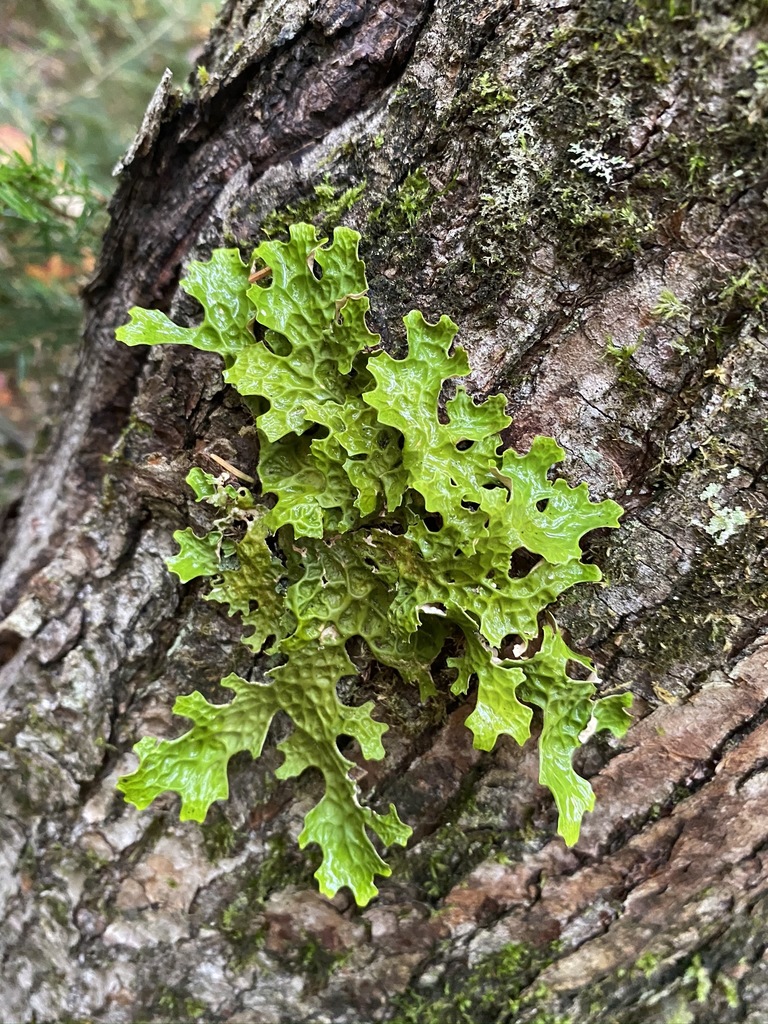 Tree Lungwort from Piscataquis County, US-ME, Appalachian National ...