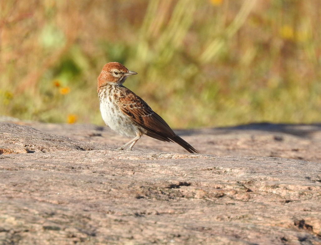 Red Lark from Namakwa, South Africa on October 10, 2020 at 05:56 AM by ...