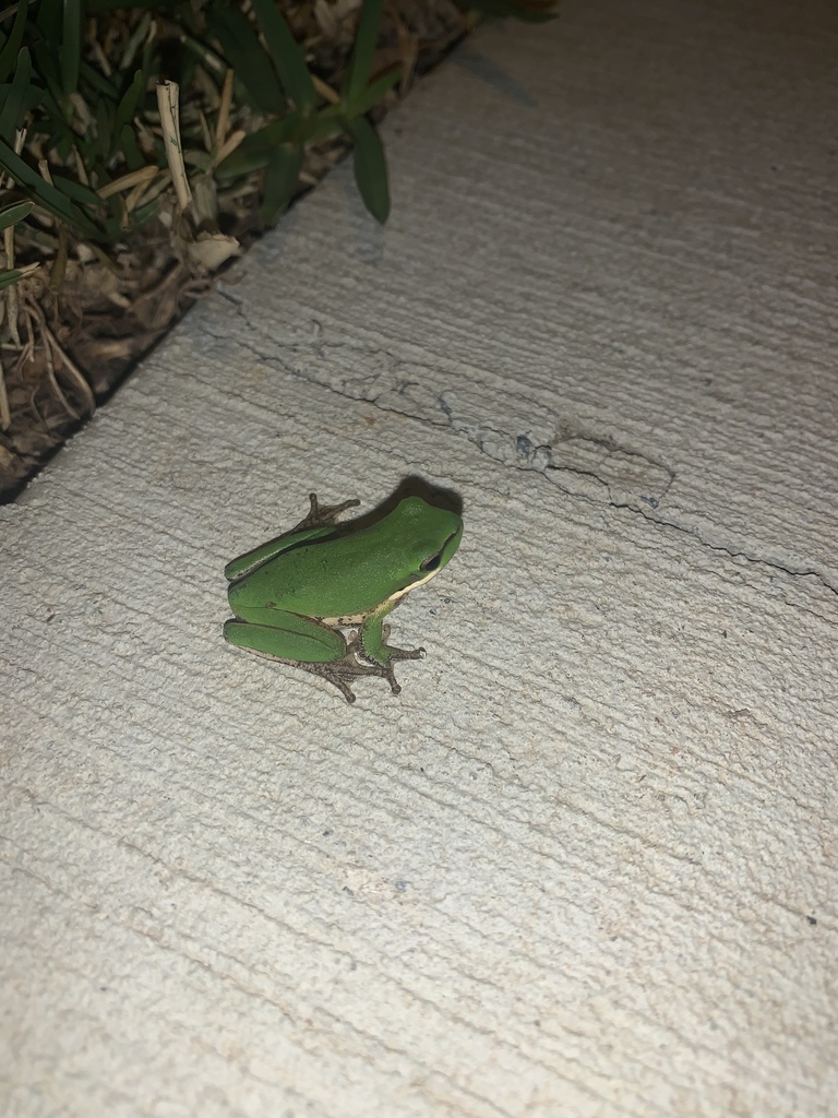 Eastern Dwarf Tree Frog from Torrelli Street, Rouse Hill, NSW, AU on ...
