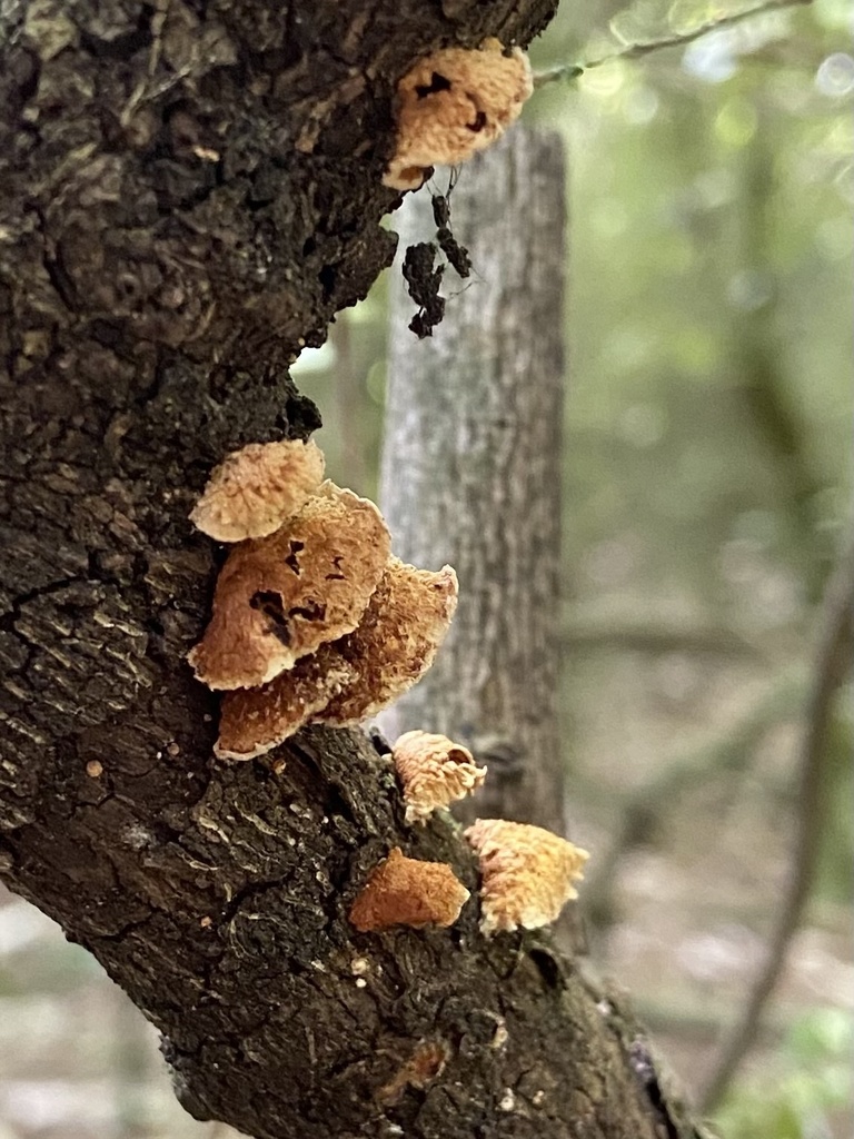 Crepidotaceae from Woodhaugh Gardens, North Dunedin, Otago, NZ on ...