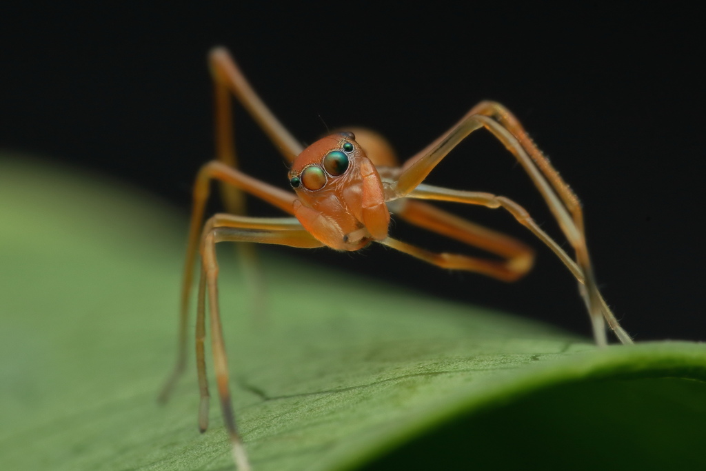 Red Weaver Ant-mimicking Spider in May 2020 by harshithjv · iNaturalist