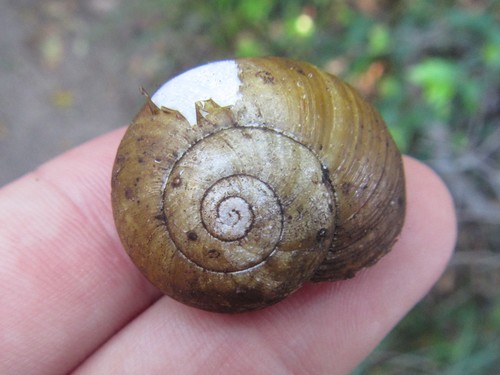 Bowen Carnivorous Snail (Briansmithia ptychomphala) · iNaturalist